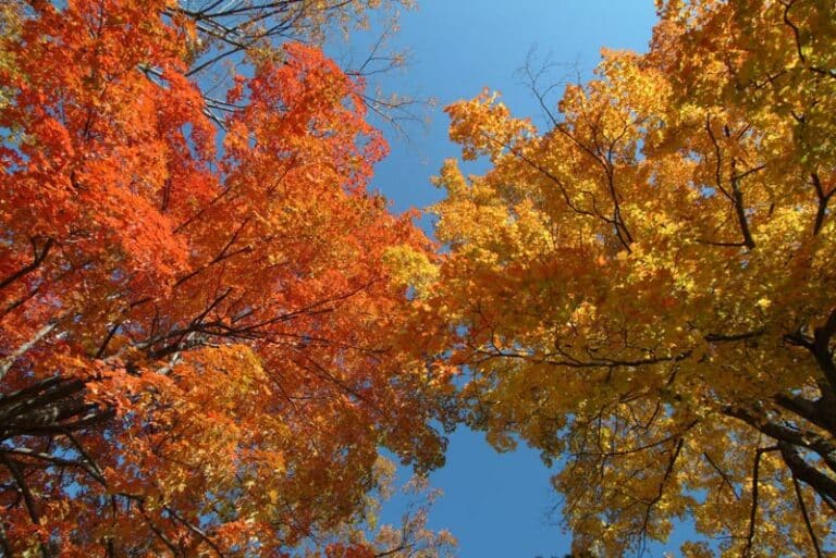 Maine Fall Foliage Getaway to Moosehead Lake